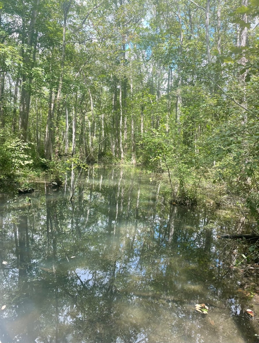 The Science Behind Ebenezer Swamp Explained – Vallo Vision News